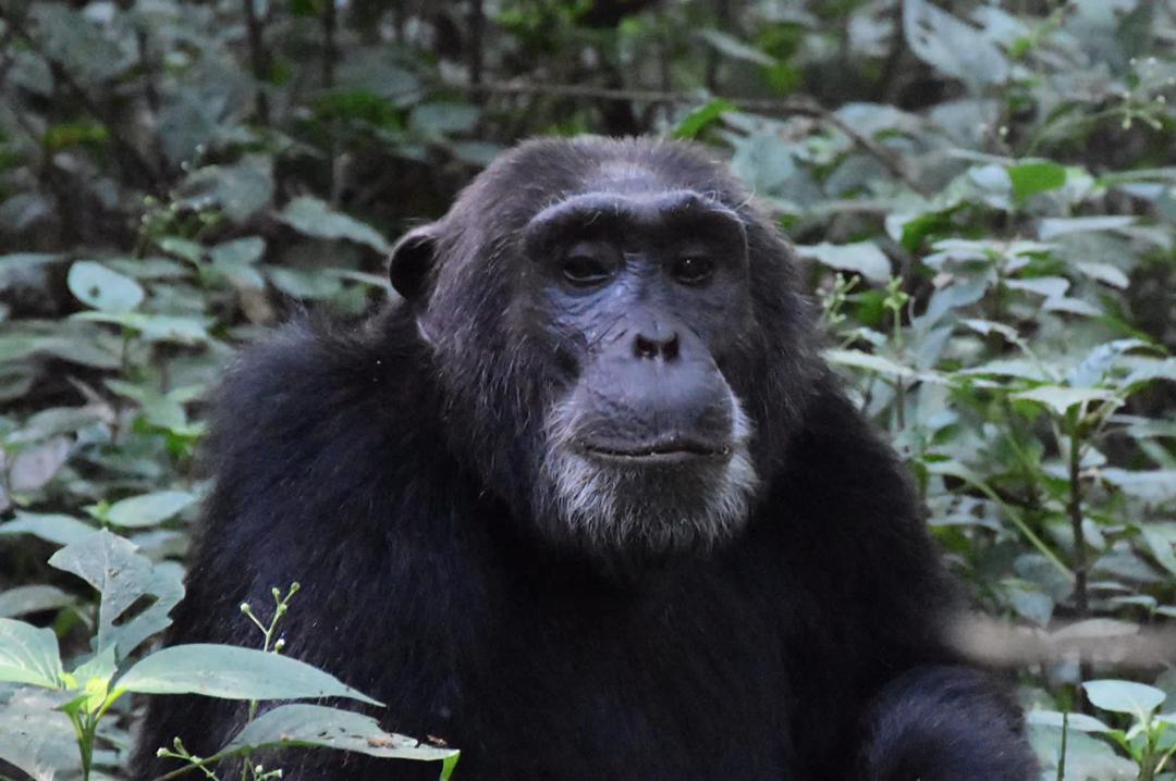 Queen Elizabeth National Park - Soul Treat Safaris